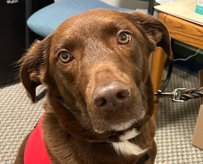 Pet Therapy at Wood County Hospital